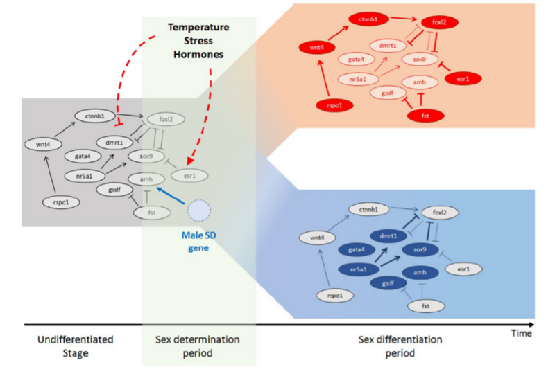 Sex determination and reproductive development in fish - Lehrstuhl für ...