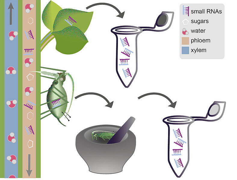 The role of small RNAs in systemic communication in plant symbiosis and ...