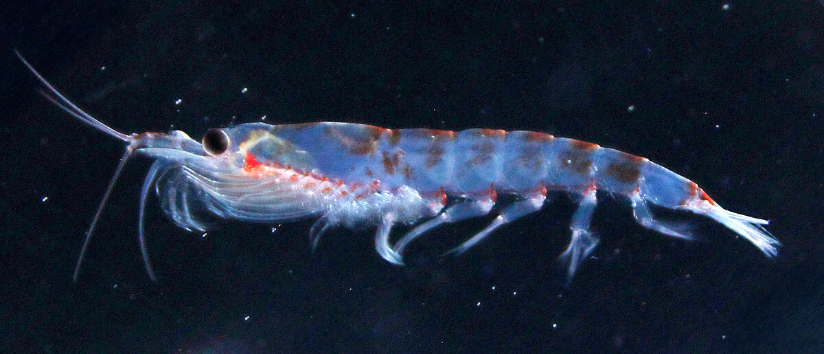 Internal Clocks Determine the Ups and Downs of Antarctic Krill ...