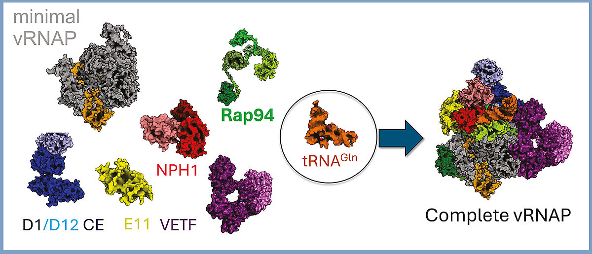 A Survival Kit for Smallpox Viruses - THE BIOCENTER OF THE UNIVERSITY ...