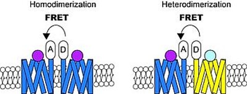 Sex determination and reproductive development in fish - Lehrstuhl für ...