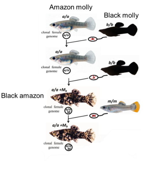 Sex determination and reproductive development in fish - Lehrstuhl für ...